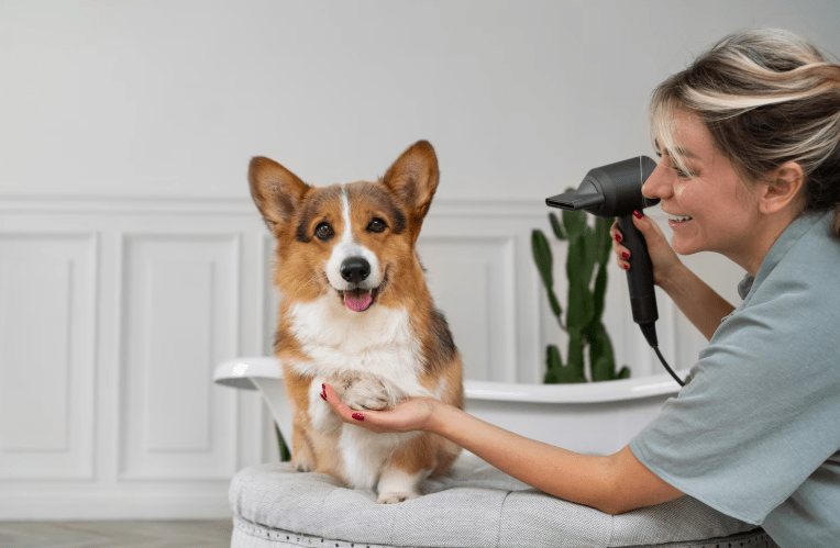5 Grooming Tips Every First-Time Pet Owner Should Know - Jt.Org